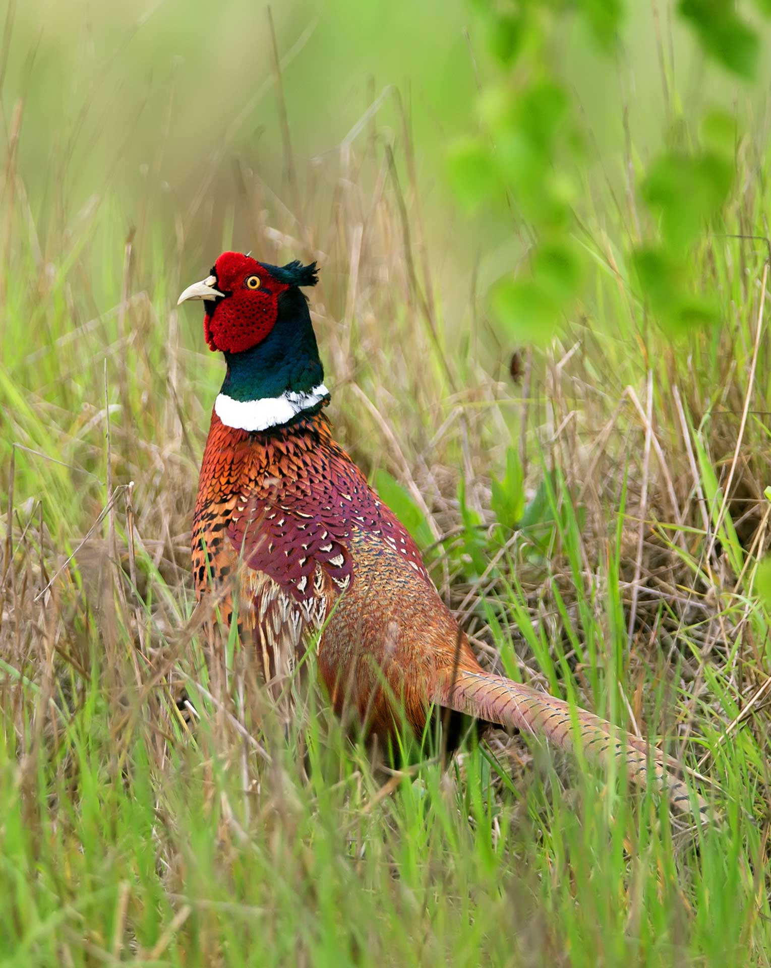 California Hunting Outfitters - Hunting and Fishing Resource